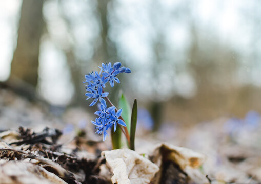 "Blue Snowdrop" Images – Browse 270 Stock Photos, Vectors, and Video ...