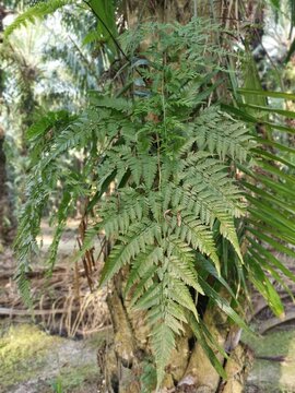 Davalliaceae Images – Browse 30 Stock Photos, Vectors, and Video ...