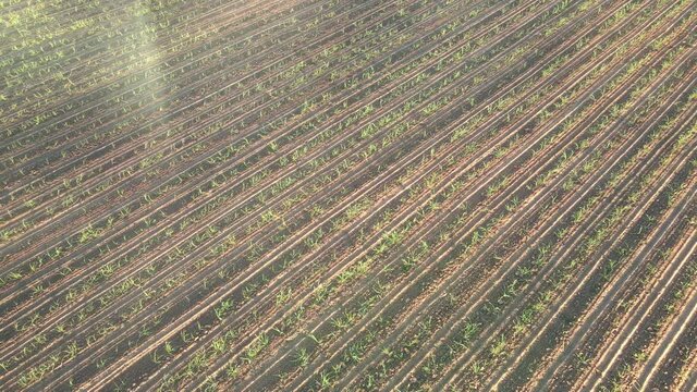 "Sugar Cane Plant"-Bilder: Stock-Fotos & -Videos. | Adobe Stock