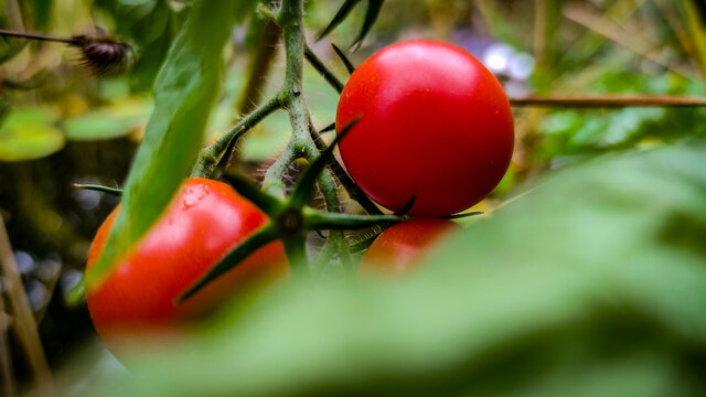 DIE 1,058 BESTEN BILDER, STOCK-FOTOS UND -VEKTORGRAFIKEN ZU „Strunk ...