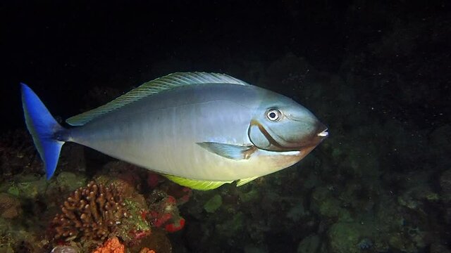 "Ventral Fin" Images – Browse 294 Stock Photos, Vectors, and Video ...