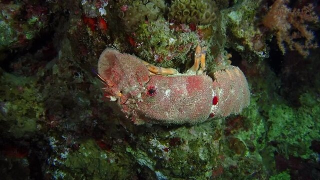 "Slipper Lobster" Images – Browse 550 Stock Photos, Vectors, and Video ...