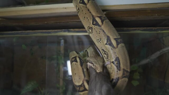 "Big Snake" Images – Browse 737 Stock Photos, Vectors, and Video ...