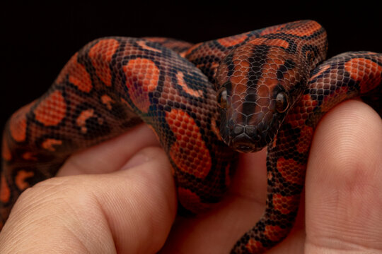 รูปภาพEpicrates – เลือกดูภาพถ่ายสต็อก เวกเตอร์ และวิดีโอ511 | Adobe Stock