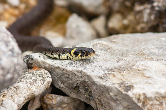 Snok bilder – Bläddra bland 4,423 stockfoton, vektorer och videor ...