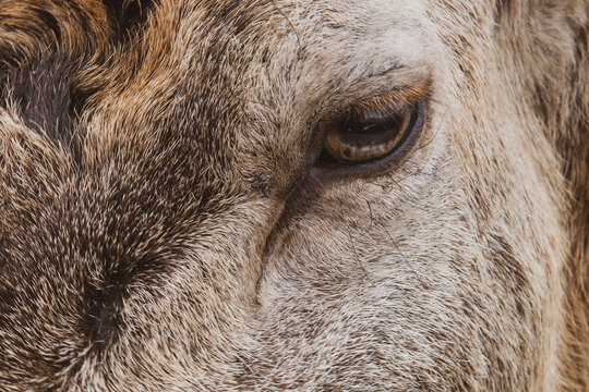 32,345 BESTE Rehaugen BILDER, STOCK-FOTOS & -VEKTORGRAFIKEN | Adobe Stock