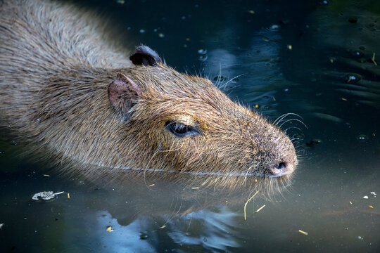 รูปภาพAquatic.hog – เลือกดูภาพถ่ายสต็อก เวกเตอร์ และวิดีโอ2,076 | Adobe ...