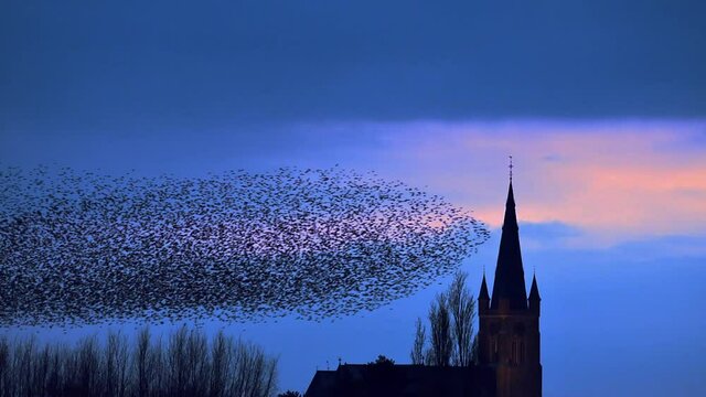 Starling In Flight Images – Browse 48,131 Stock Photos, Vectors, and ...
