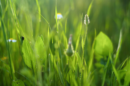 Greengrass Imagens – Procure 2,694 fotos, vetores e vídeos | Adobe Stock