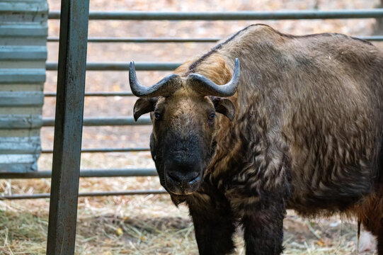 รูปภาพGraminivorous – เลือกดูภาพถ่ายสต็อก เวกเตอร์ และวิดีโอ522 | Adobe ...