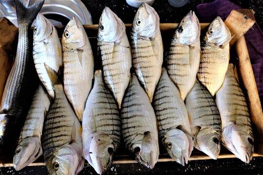 Levrek Images – Browse 399 Stock Photos, Vectors, and Video | Adobe Stock