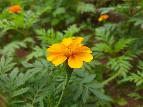 "Banti Flowers" Images – Browse 150 Stock Photos, Vectors, and Video ...