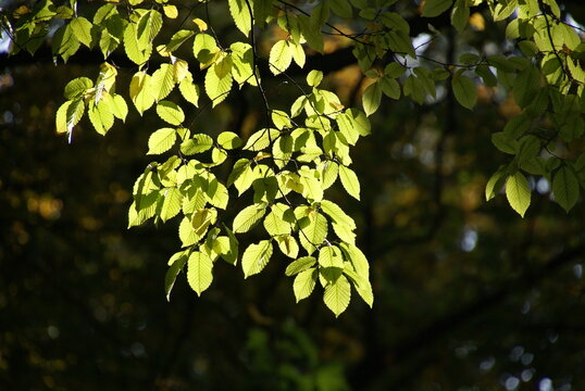 Buchenbaum bilder – Bläddra bland 325 stockfoton, vektorer och videor ...