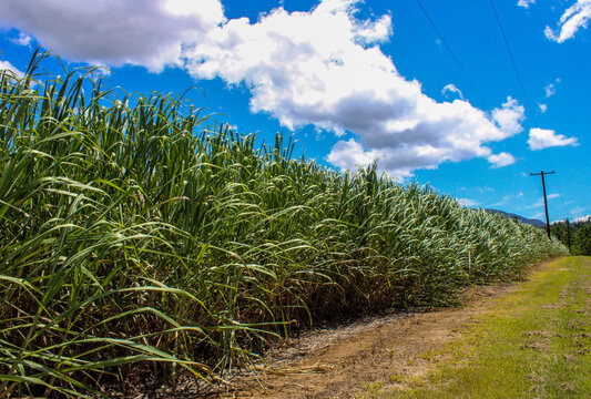 Canefields Images – Browse 20 Stock Photos, Vectors, and Video | Adobe ...