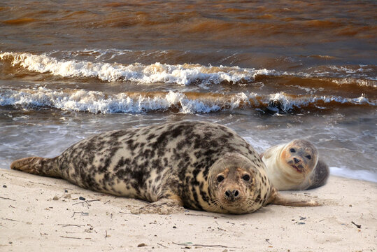 Imagens de Seerobben – Explore Fotografias do Stock, Vetores e Vídeos ...