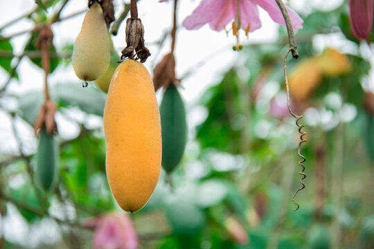 648 件の最適な Curuba 画像、ストック写真、ベクター | Adobe Stock