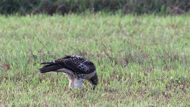 Red-Tail Images – Browse 456 Stock Photos, Vectors, and Video | Adobe Stock