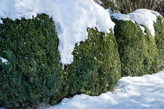 "Buxus Sempervirens" Bilder – Durchsuchen 5,349 Archivfotos ...