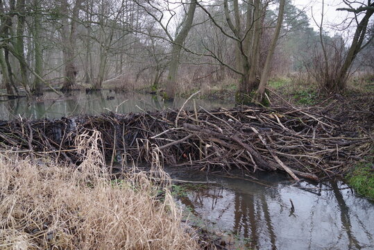 Biberbau Bilder – Durchsuchen 2,705 Archivfotos, Vektorgrafiken und ...