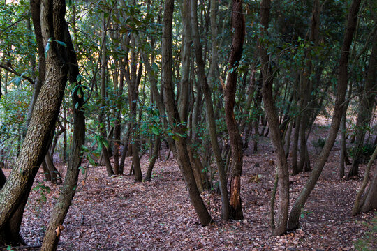 「Radura」の写真素材 | 2,216件の無料イラスト画像 | Adobe Stock