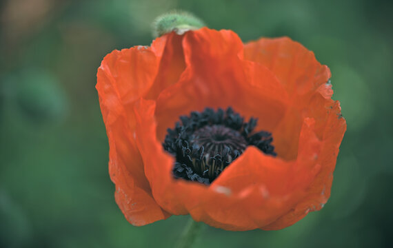 「Stauden-Mohn」の画像 - 118 件の Stock 写真、ベクターおよびビデオ | Adobe Stock