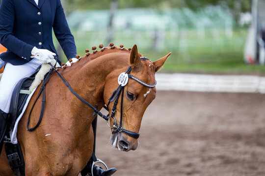 Equestrian Images – Browse 2,583,289 Stock Photos, Vectors, and Video ...