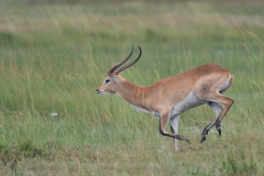 Kobus Images – Parcourir 4,922 le catalogue de photos, vecteurs et ...