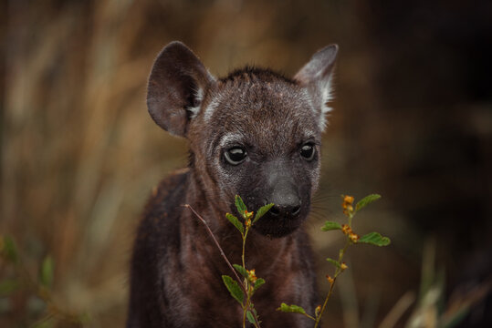 "Spotted Hyena" bilder – Bläddra bland 14,094 stockfoton, vektorer och ...