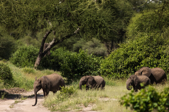 "African Safari Landscape" Images – Browse 174 Stock Photos, Vectors ...