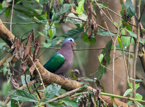 "Green Dove" Bilder – Durchsuchen 739 Archivfotos, Vektorgrafiken und ...