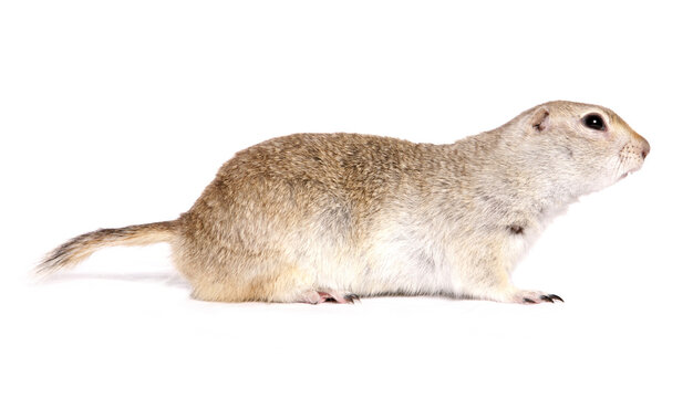 「Flickertail」の写真素材 | 146件の無料イラスト画像 | Adobe Stock