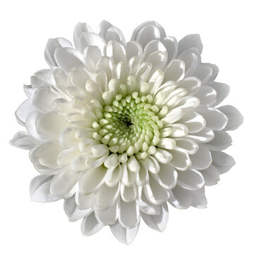 รูปภาพChrysant – เลือกดูภาพถ่ายสต็อก เวกเตอร์ และวิดีโอ1,256 | Adobe Stock