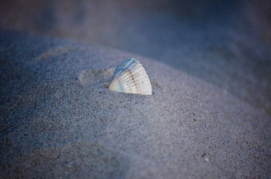 Muschelarten Bilder – Durchsuchen 57,340 Archivfotos, Vektorgrafiken ...