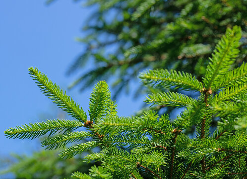 รูปภาพRottanne – เลือกดูภาพถ่ายสต็อก เวกเตอร์ และวิดีโอ180 | Adobe Stock