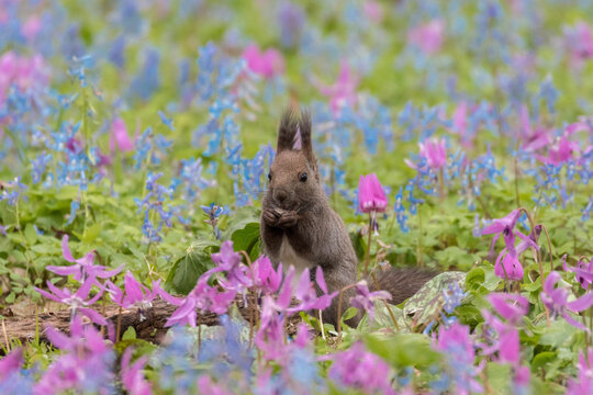 エゾエンゴサク Images – Browse 540 Stock Photos, Vectors, and Video | Adobe Stock