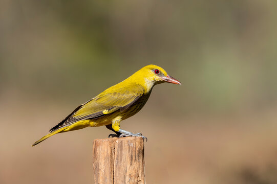 Pirol Bilder – Durchsuchen 1,346 Archivfotos, Vektorgrafiken und Videos ...