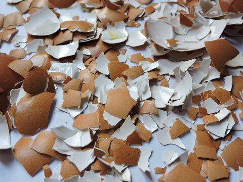 Egg Shell Texture Bilder – Durchsuchen 28,896 Archivfotos ...