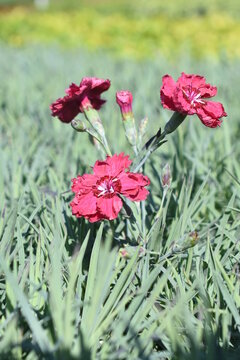 Pfingstblumen Bilder – Durchsuchen 141 Archivfotos, Vektorgrafiken und ...