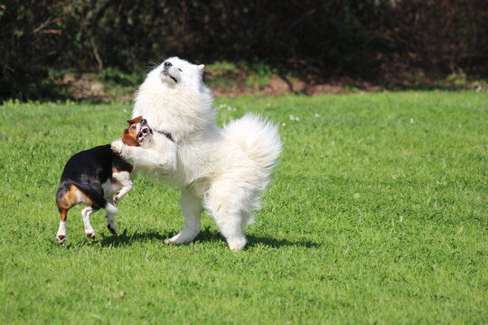 รูปภาพSamoieda – เลือกดูภาพถ่ายสต็อก เวกเตอร์ และวิดีโอ146 | Adobe Stock