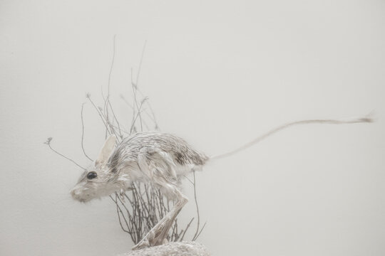 Wüstenspringmaus-Bilder: Stock-Fotos & -Videos. | Adobe Stock