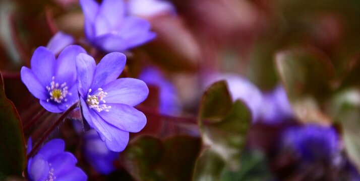 รูปภาพLeberblume – เลือกดูภาพถ่ายสต็อก เวกเตอร์ และวิดีโอ99 | Adobe Stock