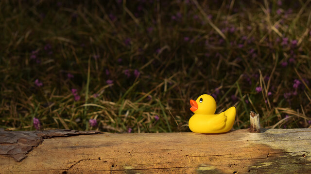 Gummiente 이미지 – 찾아보기 1,139 스톡 사진, 벡터 및 비디오 | Adobe Stock