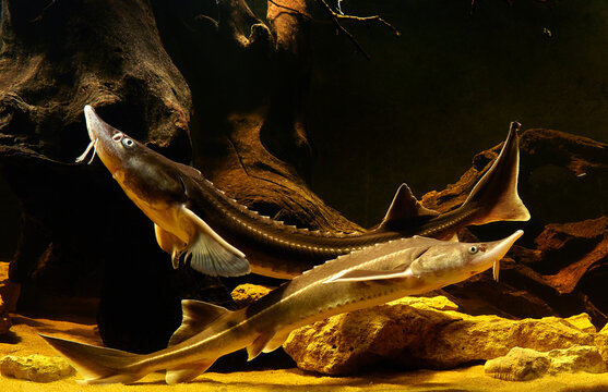 รูปภาพAcipenseridae – เลือกดูภาพถ่ายสต็อก เวกเตอร์ และวิดีโอ25,600 ...