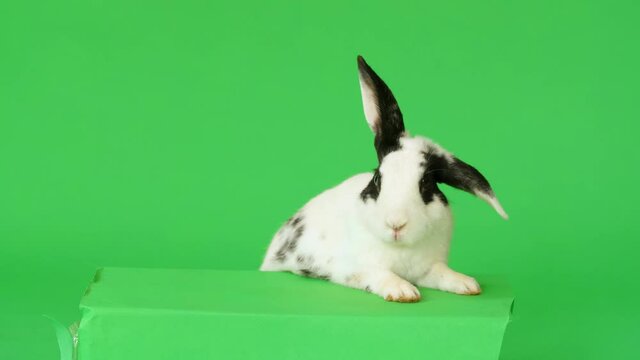 "Peeking Around Corner" Images – Browse 68 Stock Photos, Vectors, and ...