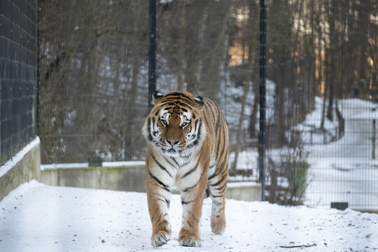 Imagens de Tieger – Explore Fotografias do Stock, Vetores e Vídeos de ...