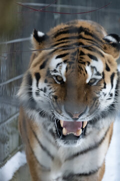 Tieger Bilder – Durchsuchen 507 Archivfotos, Vektorgrafiken und Videos ...