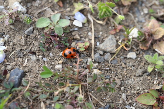 รูปภาพGaebul – เลือกดูภาพถ่ายสต็อก เวกเตอร์ และวิดีโอ748 | Adobe Stock