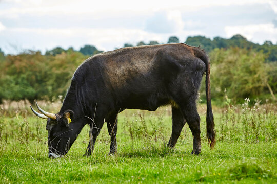 Auerrind Bilder – Durchsuchen 125 Archivfotos, Vektorgrafiken und ...