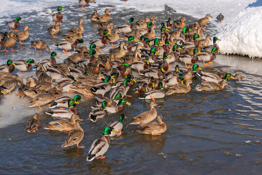 "Ducks On Ice" Images – Browse 73 Stock Photos, Vectors, and Video ...