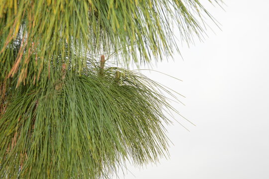 รูปภาพPino – เลือกดูภาพถ่ายสต็อก เวกเตอร์ และวิดีโอ32,429 | Adobe Stock